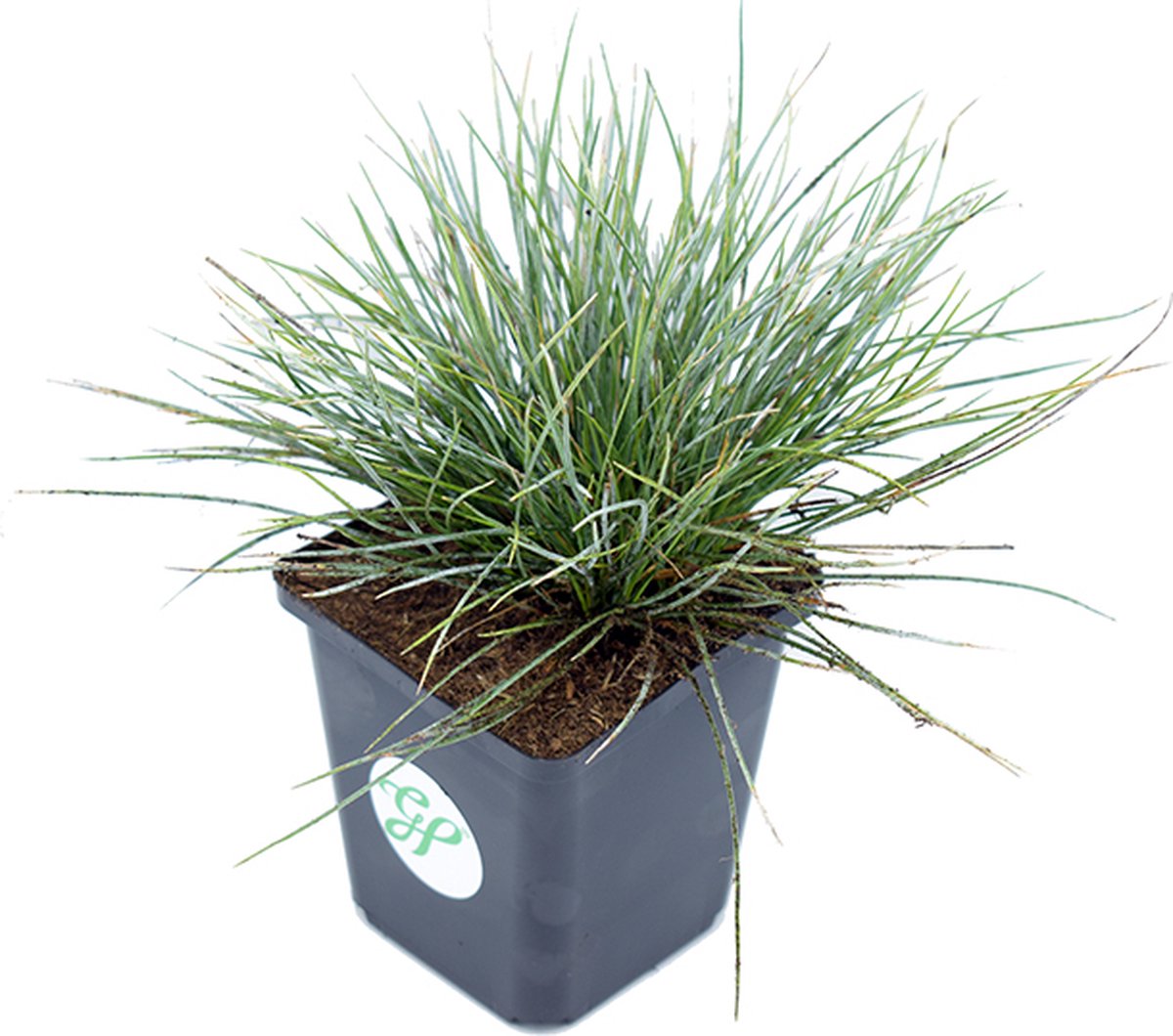 100 x Festuca glauca Elijah Blue - Zwenkgras of Schapengras in 9x9cm ...