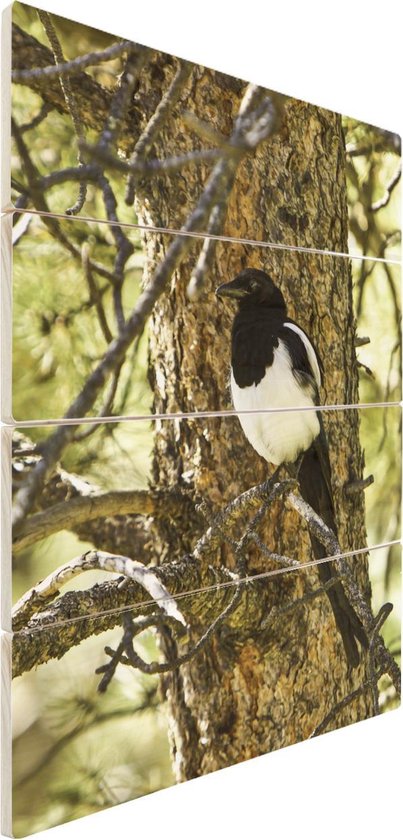 Pie assise sur une branche d'un bel arbre Pinède avec planches 60x80 cm ...