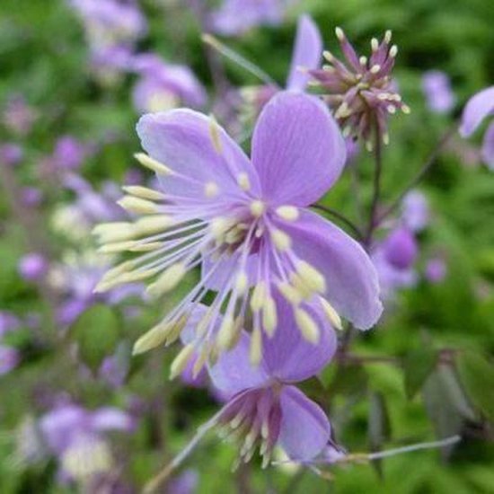 6x Thalictrum delavayi - Chinese ruit - Pot 9x9 cm | bol