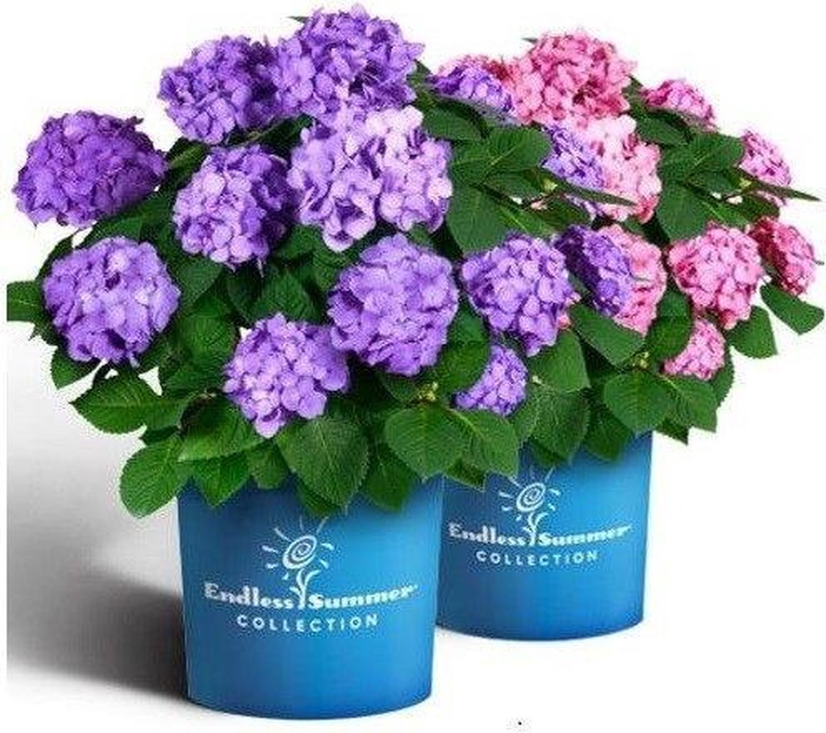 1x Hydrangea macrophylla 'Endless Summer Bloomstar Pink'® - Hortensia - Planthoogte... | bol.com