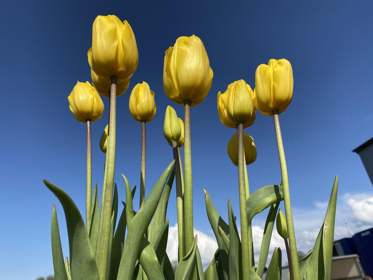 Tulipa Jan van Nes / 30 tulpenbollen / gewoon een goede tulp geel | bol.com