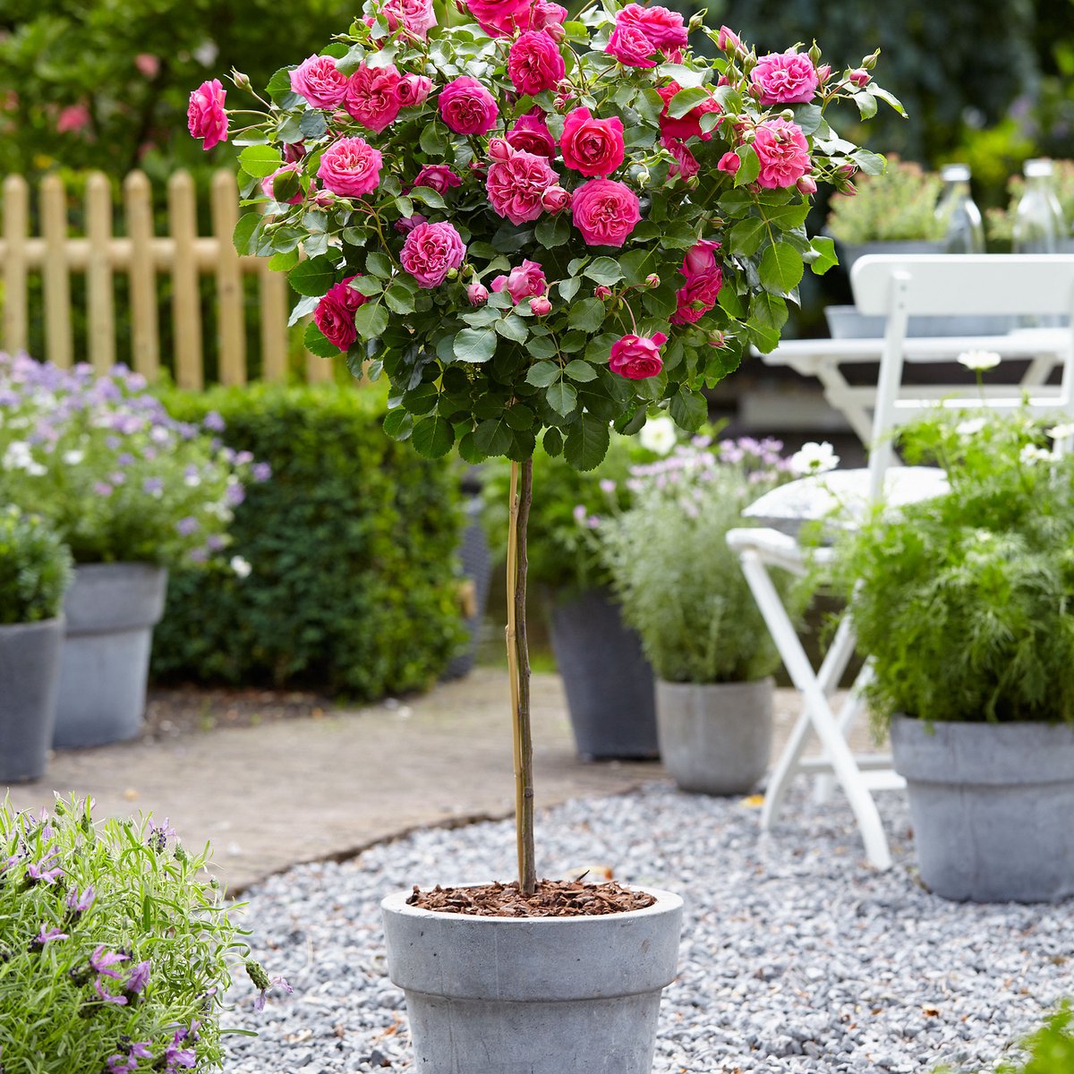 Rosa floribunda "Melrose" | Rozenstruik op stam | Roze Rozen | Bare ...