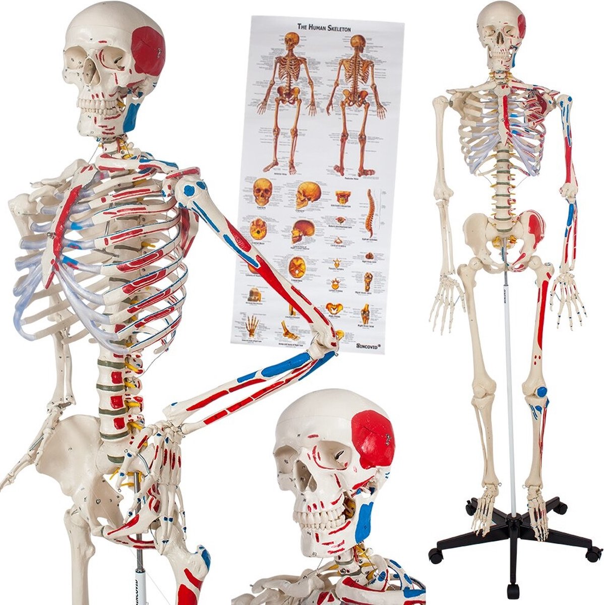 Anatomisch Skelet Met Spieren En Genummerde Botten - Menselijk Skelet | bol.com