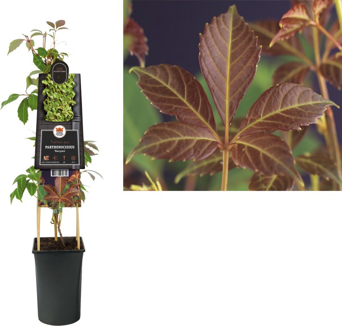 Klimplant Parthenocissus Henryana 75 cmVan der Starre | bol.com