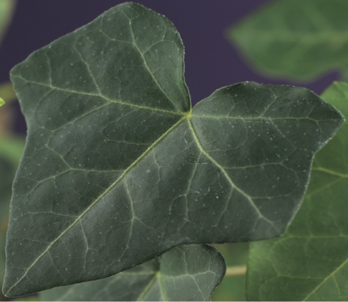 Klimop Hedera Helix Glacier 120 cm klimplant | bol.com