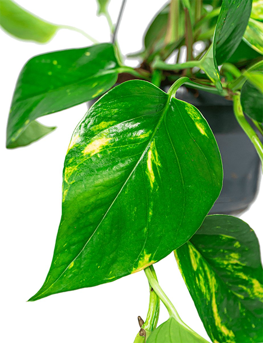 Scindapsus Epipremnum Aureum | Drakenklimop | bol