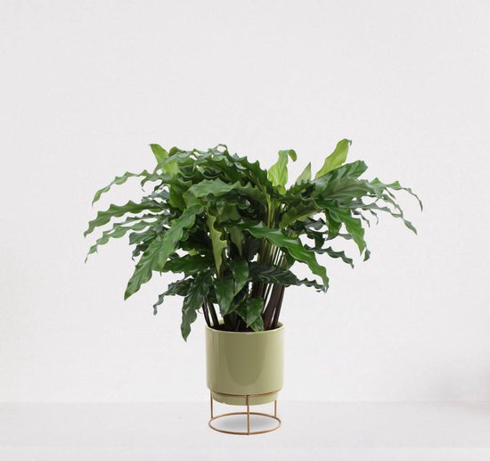 Calathea Blue Grass in luxe sierpot Emma Groen – luchtzuiverende ...
