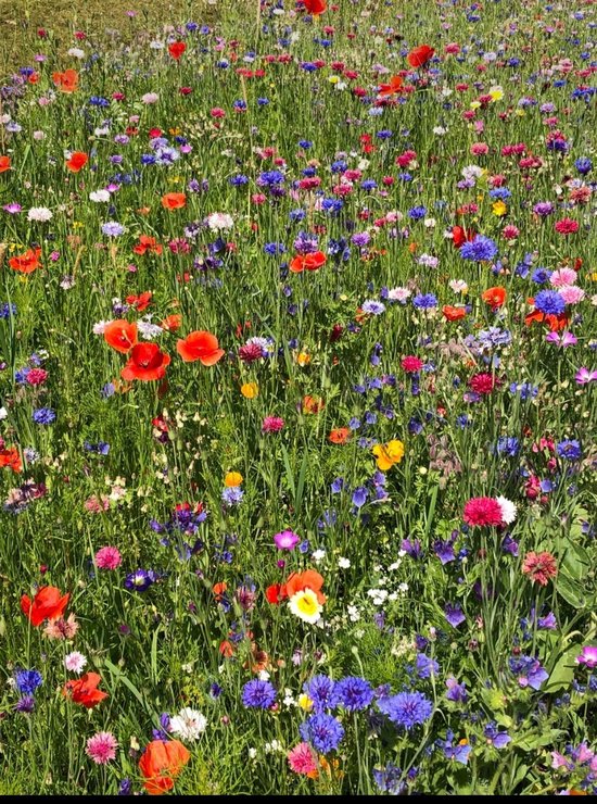 Prachtige weidebloemen Wildbloemen zaadmix - Berm Mengsel Natuur ...