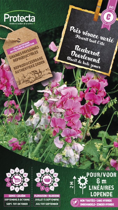 Protecta Bloemen zaden: Reukerwt doorlevend gemengd | bol
