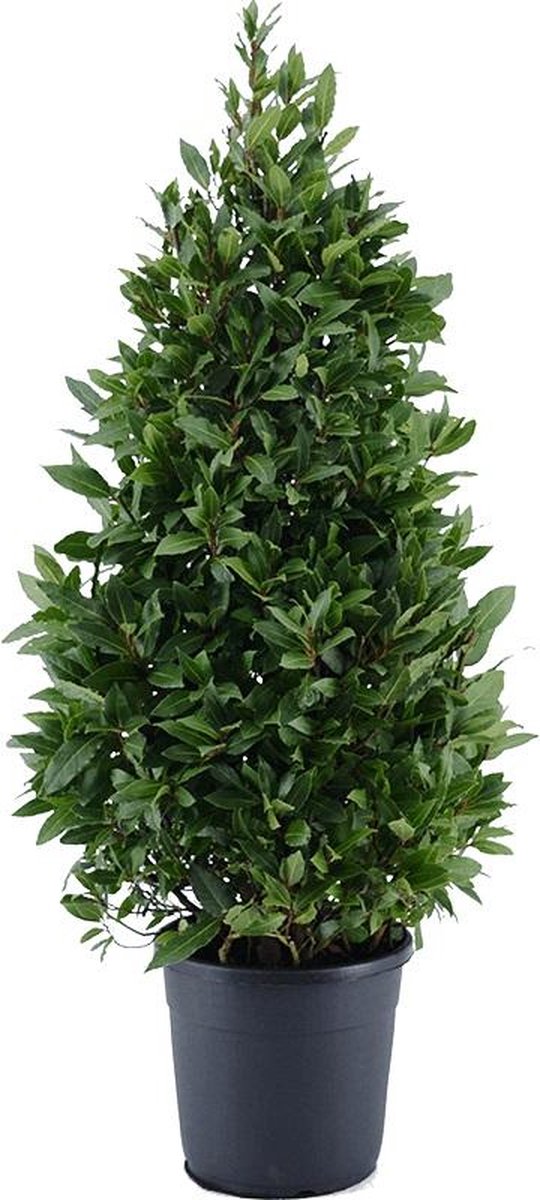 Laurierboom Laurus Nobilis Pyramide 140 cm tuinplant | bol.com