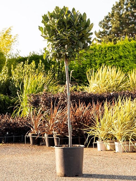 Laurierboom Laurus Nobilis op stam L 180 cm tuinplant | bol.com
