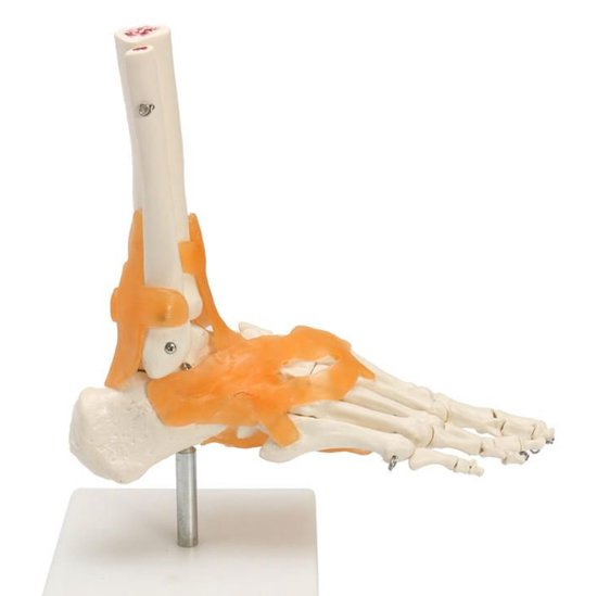 Modèle anatomique du pied avec ligaments - Anatomie du squelette du ...
