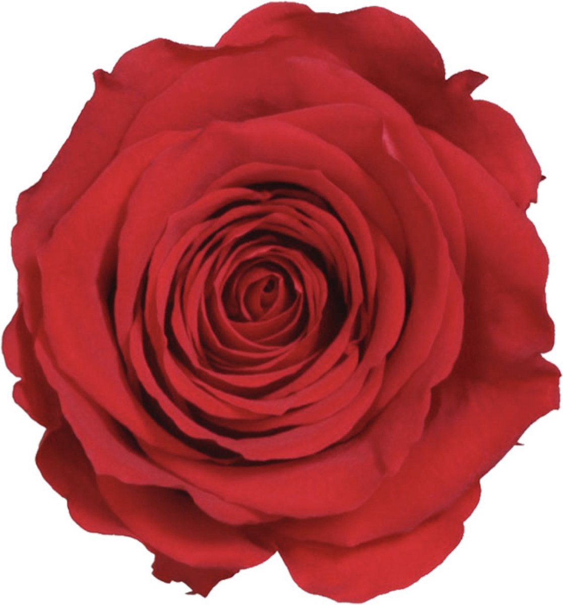 Valentijnsdag tip - Roos op steel XXL - minimaal 2 jaar lang - Longlife ...