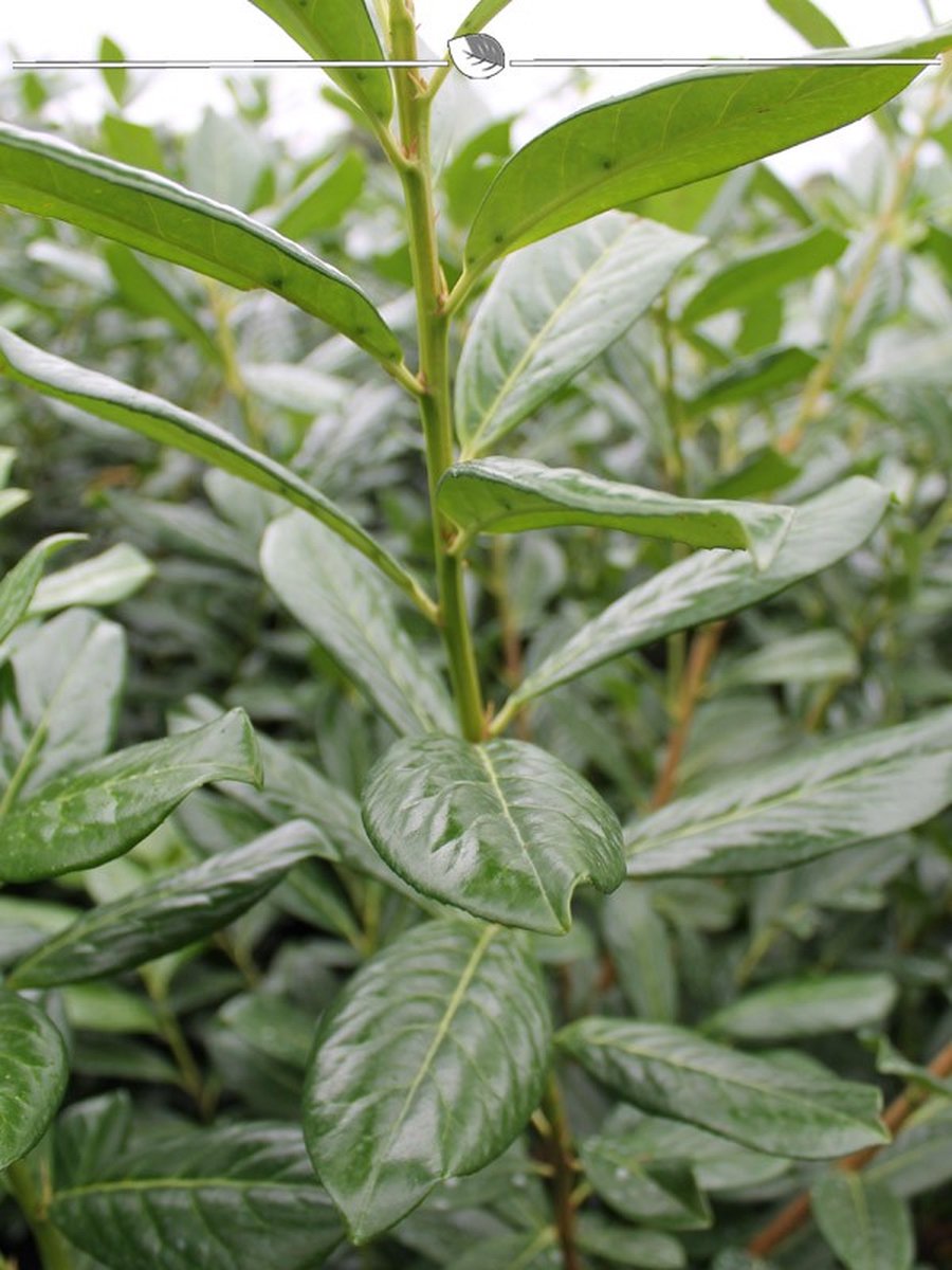 Laurier Prunus Novita 60-80 cm in Pot, 100x Haagplant | bol.com