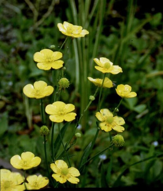 Grote Boterbloem (Ranunculus lingua 'Grandi-Flora') - Vijverplant - 3 ...