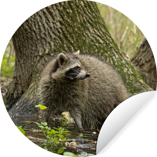 WallCircle - Muurstickers - Behangcirkel - Wasbeer - Wild - Bos - 50x50 ...