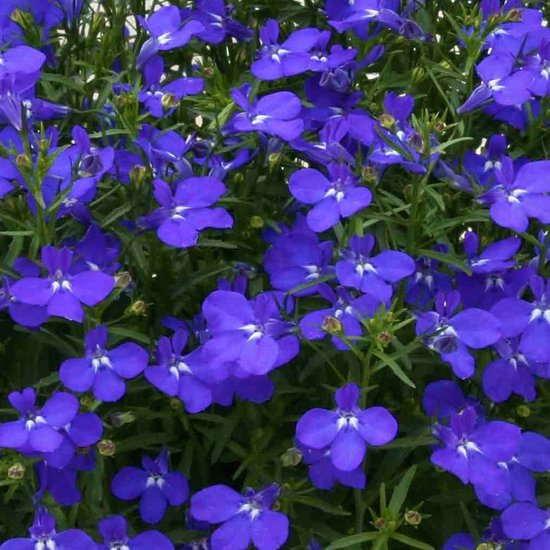 Lobelia Cascade zaden - langdurig bloeiende borderplant | bol