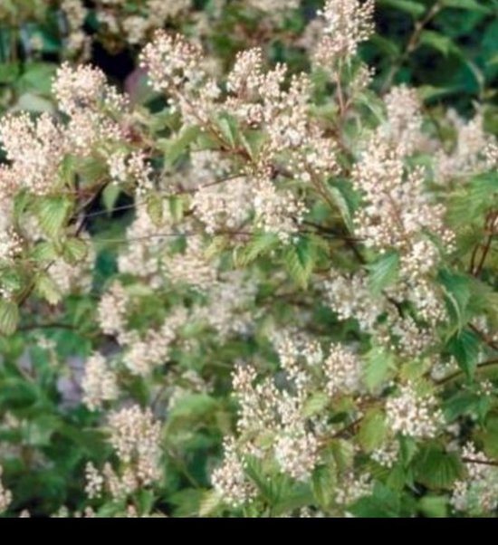2 x Stephanandra tanakae - Grote Kransspirea 30- 40 cm in pot | bol