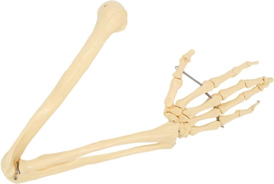 Professioneel Menselijk Arm Been Model - Anatomisch Bovenste Ledemaat ...