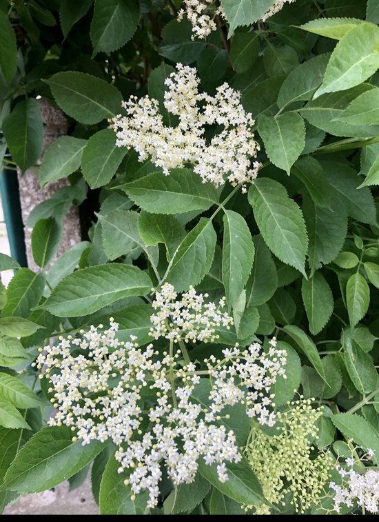 2 x Sambucus nigra - Gewone Vlier, Europese Vlier, Zwarte Vlier 50- 60 ...