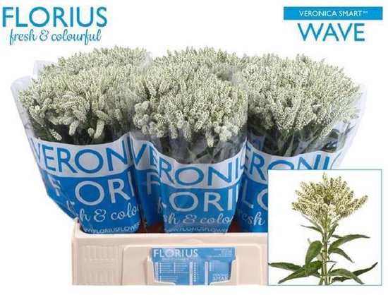 20x Veron.smart wave 60cm | bol