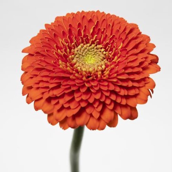 20x Germini fozzie 70cm | bol