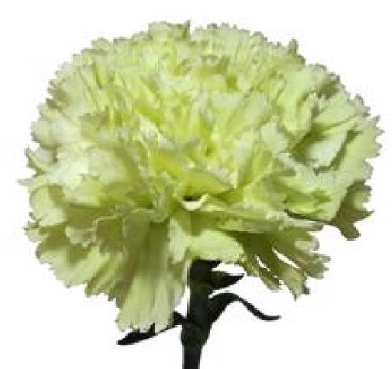 20x Dian. - groen 60cm | bol