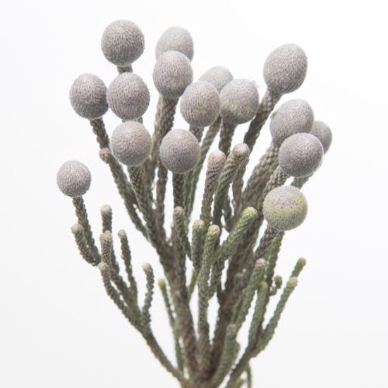 10x Pg brunia laevis 50cm | bol