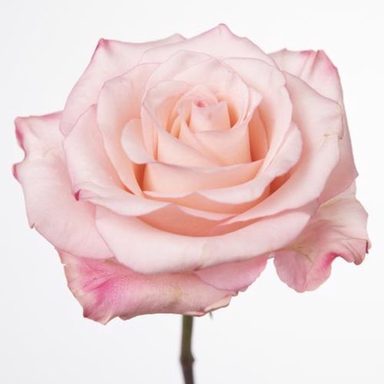 10x Rosa rhoslyn 50cm | bol