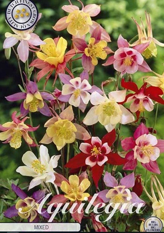 Dutch Finest Quality bloembollen Aquilegia Gemengd 3 I .s Multigekleurd ...
