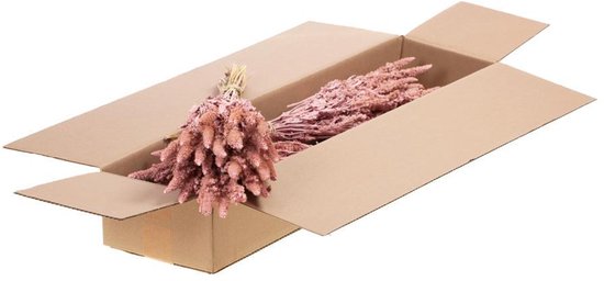 4x amaranthus pink misty | bol