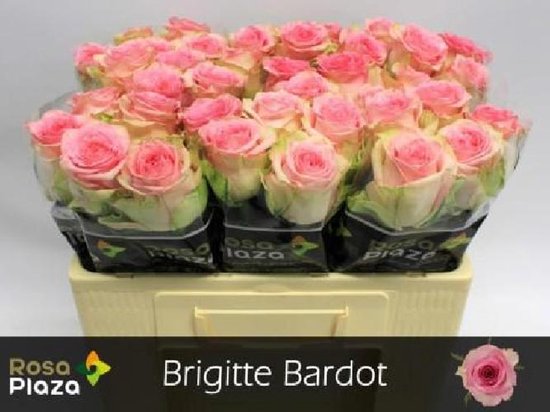 10x Rosa brigitte bardot 50cm | bol