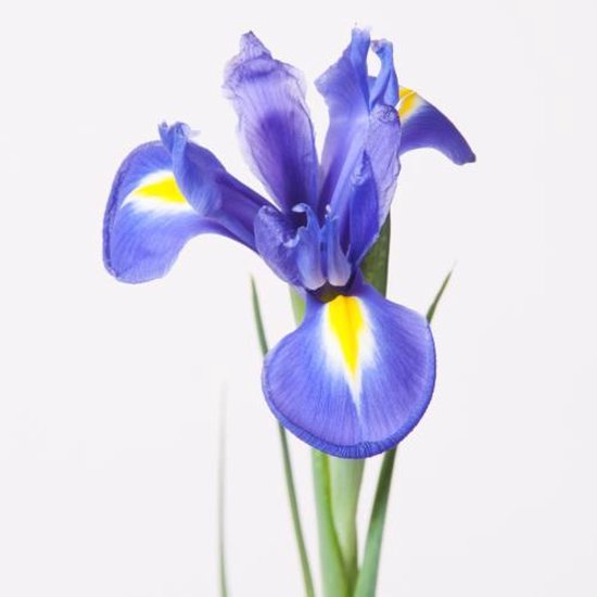 50x Iris blue magic 60cm | bol
