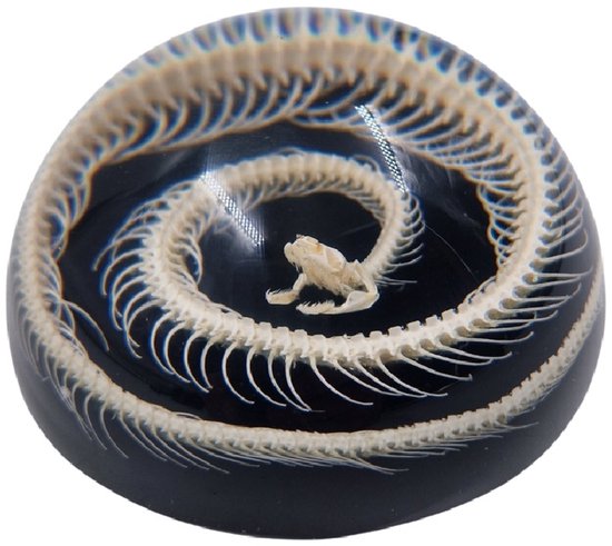 Skelet slang in hars - Echte slangen skelet in mooie bolvormig hars | bol