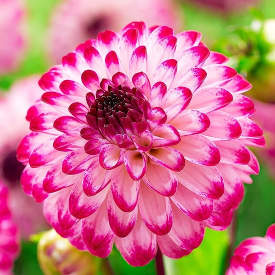 Dutch Bulbs Dahlia - Pon Pon - Bloembollen - 5 stuks - Roze - Bloem ...
