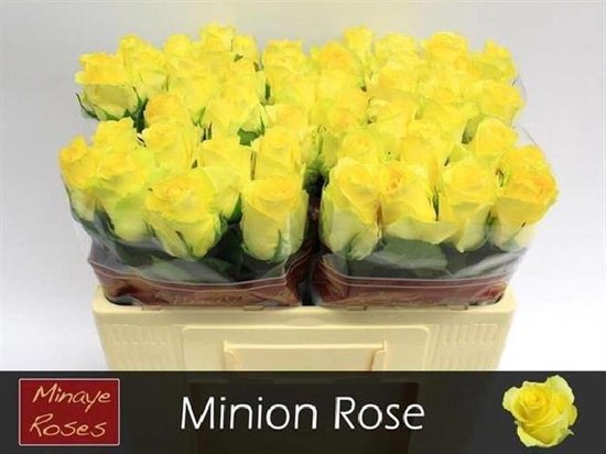 20x Rosa minion rose 50cm | bol