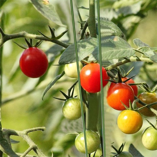 Candala Plantenstok, metaal, plantensteun, 20 stuks, plantenhouders ...