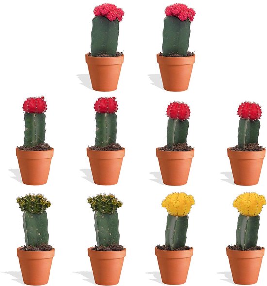 DutchLeafs Gymnocalycium Mix Geënt Mini Cactussen in Terracotta ...
