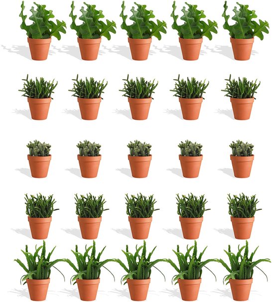 DutchLeafs Rhipsalis Mix Mini Vetplanten in Terracotta Pot - 20 Stuks ...