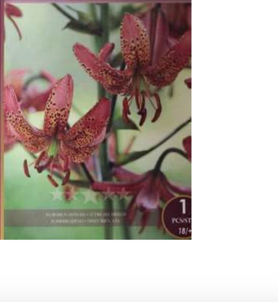 Lilium mart. 'Manitoba Morning' | bol