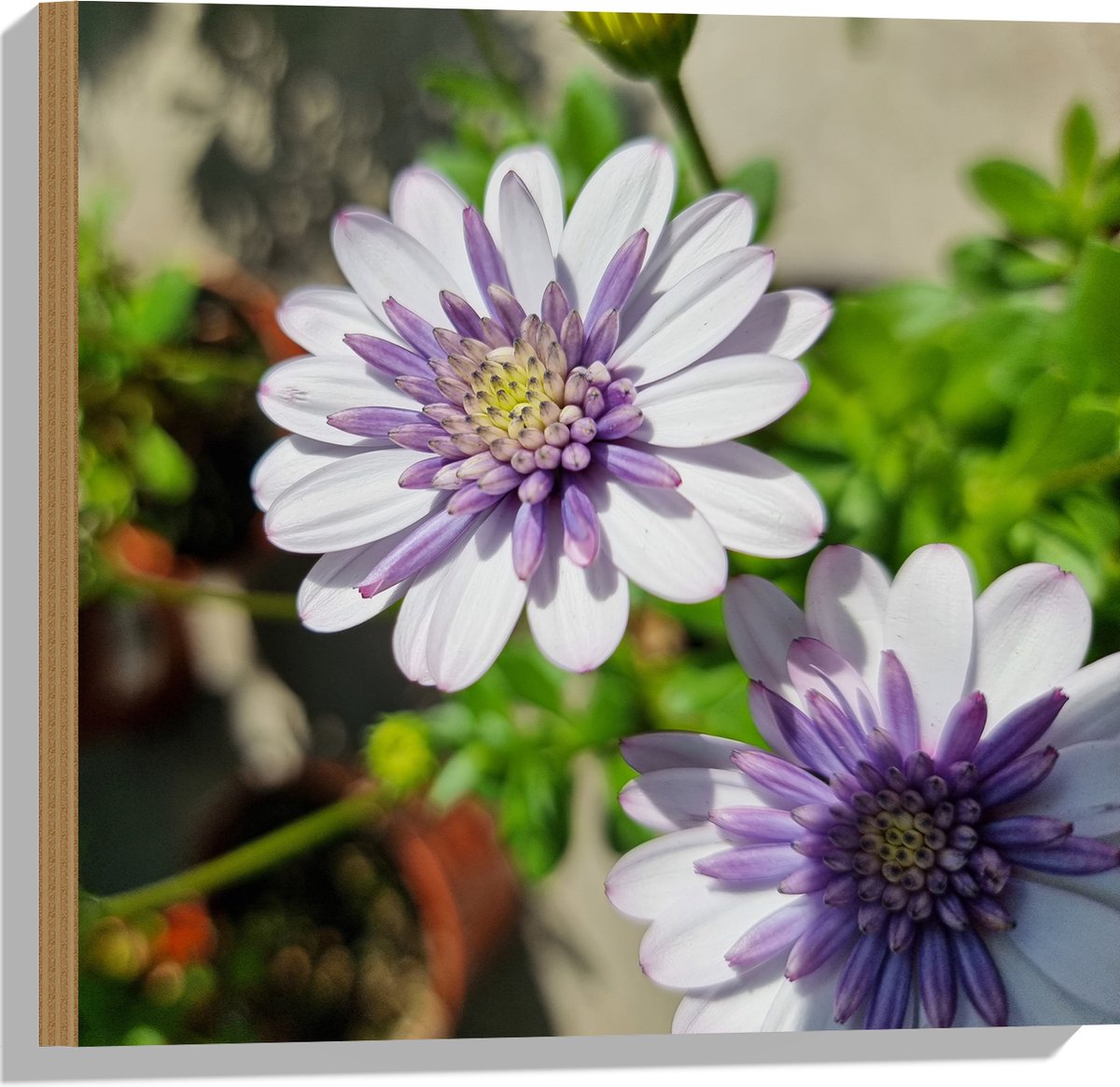 Hout - African Daisy Bloemen Wit met Paars in Bloemenpot - 50x50 cm - 9 ...