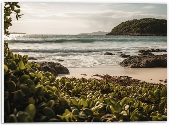 PVC Schuimplaat- Kleine Groene Planten op het Strand aan de Zee - 40x30 cm Foto op PVC... | bol