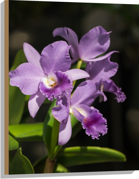 Hout - orchidee met witte knopjes en diverse paarse tinten - Bloem ...
