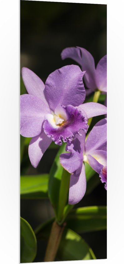 PVC Schuimplaat- orchidee met witte knopjes en diverse paarse tinten ...