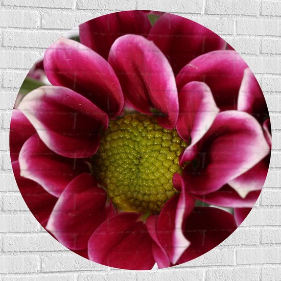 Muursticker Cirkel - Mooie Grote Roze Bloem met Geel Midden en Witte ...