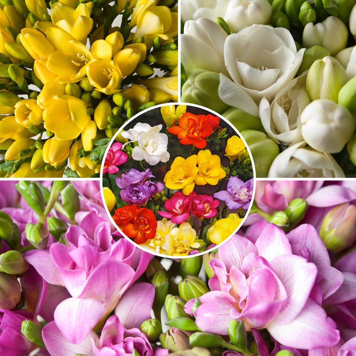 Plant in a Box - Freesia Double Mix - x40 Bloembollen - Zomerbloeiende ...
