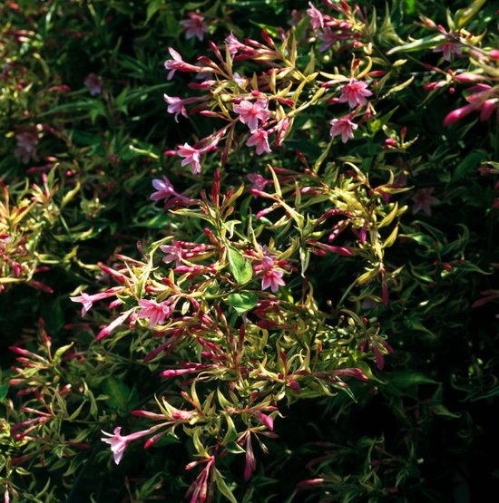 3 stuks | Jasminum stephanense C2 60-70 cm | bol.com