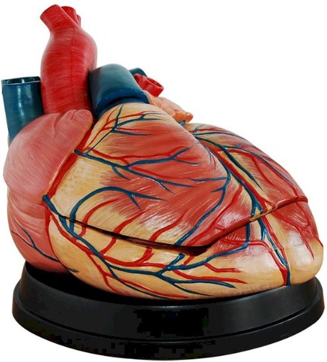 Anatomie Jumbo hart model | bol.com