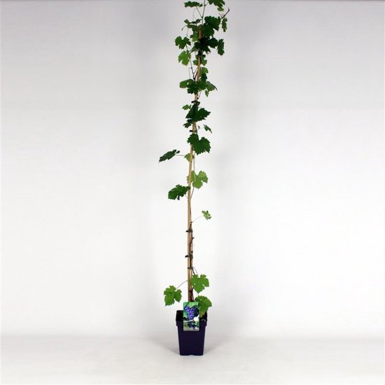 Druivenplant | Vitis 'Boskoop Glory' - 5 liter pot - 150-175 cm | bol