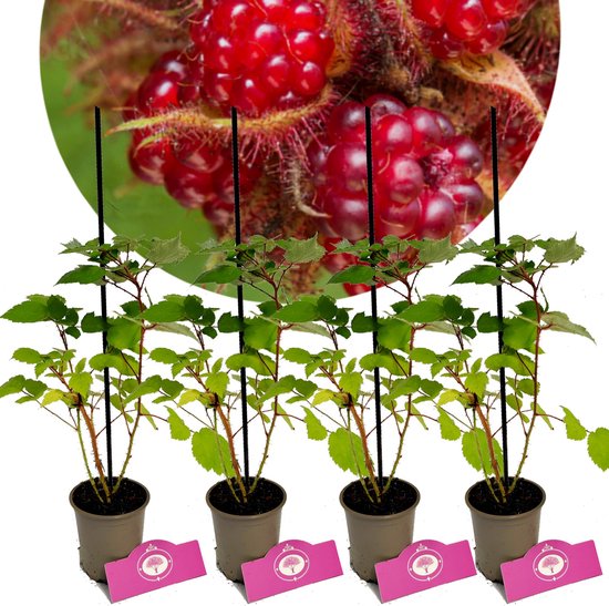 Set Van 4 Japanse wijnbes - Rubus phoenicolasius – Hoogte 25cm - 9cm ...